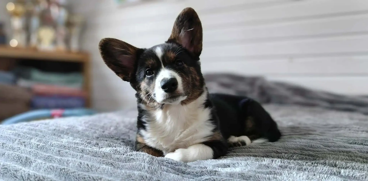 Küsitluste kokkuvõtted – Welsh Corgide hobikasvatajad